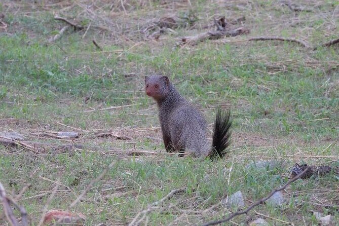 Jhalana Wildlife Private Jeep Safari Tour in Jaipur - FAQs