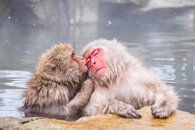 Jigokudani Snow Monkey Park Guided Tour - The Itinerary: From Tokyo to Monkeys and Beyond