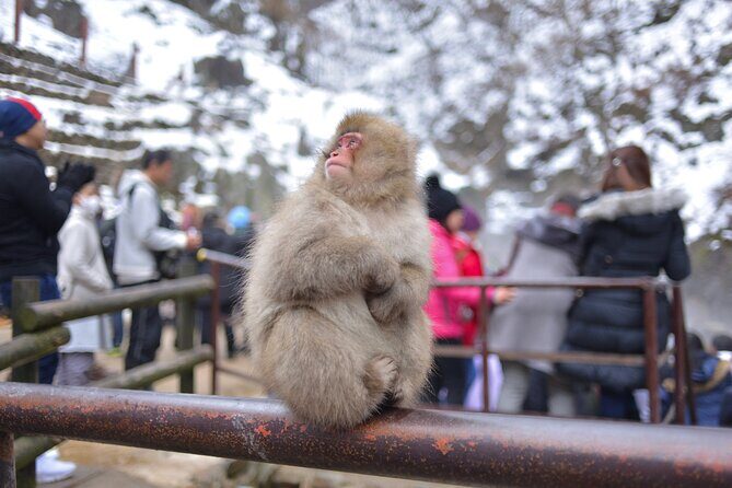 Jigokudani Snow Monkey Park Guided Tour - Practicalities and Considerations