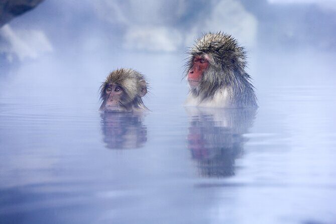 Jigokudani Snow Monkey Park Guided Tour - What Do Past Participants Say?