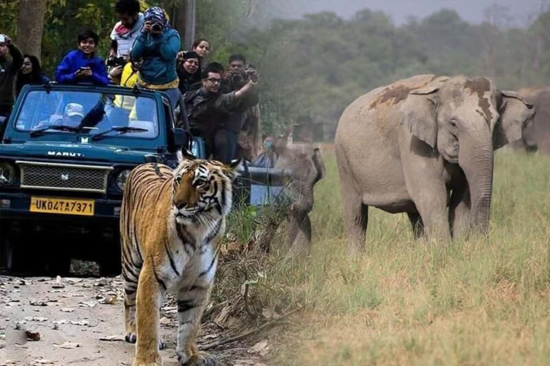 Jim Corbett 2-Day Jungle Safari: Delhi to Wildlife Journey - Key Points