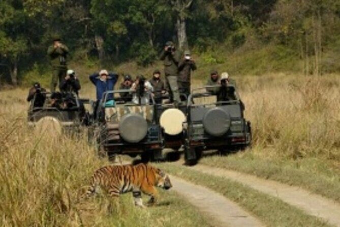 Jim Corbett Jeep Safari - Wildlife Adventure in National Park - Overview of the Jeep Safari in Jim Corbett