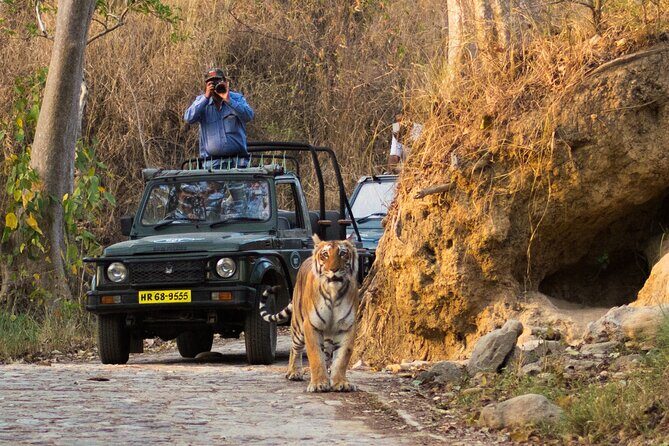 Jim Corbett Jeep Safari - Wildlife Adventure in National Park - What It Means for You