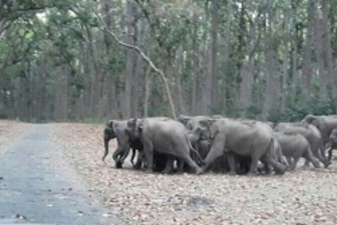 Jim Corbett Jeep Safari - Wildlife Adventure in National Park - Real Traveler Expectations and Experiences
