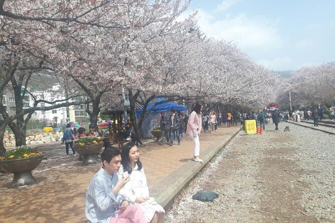 Jinhae Cherry Blossom + Busan Sunrise from Seoul - A Closer Look at the Itinerary