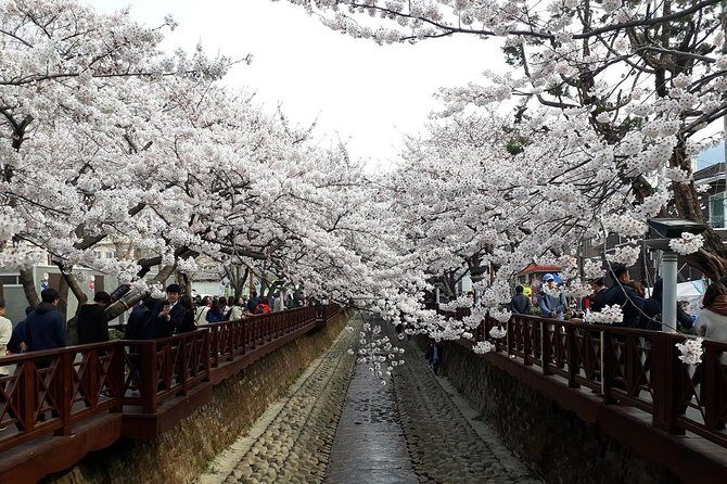 Jinhae Cherry Blossom + Busan Sunrise from Seoul - Authentic Feedback and Practical Insights