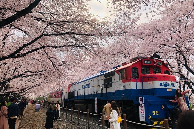 Jinhae Cherry Blossom + Busan Sunrise from Seoul - FAQ