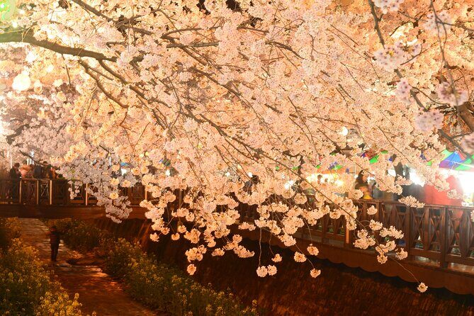 Jinhae Cherry Blossom Day trip from Busan - A Spring Adventure! - Why Consider a Guided Cherry Blossom Tour?