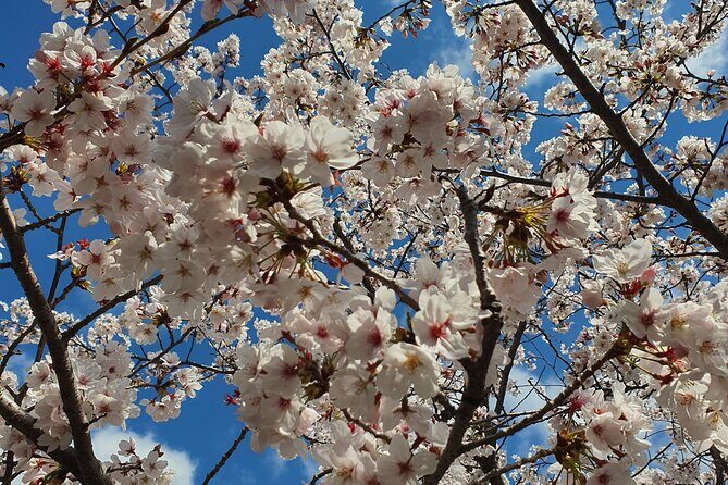 Jinhae Cherry Blossom Day trip from Busan - A Spring Adventure! - What to Expect and Practical Tips