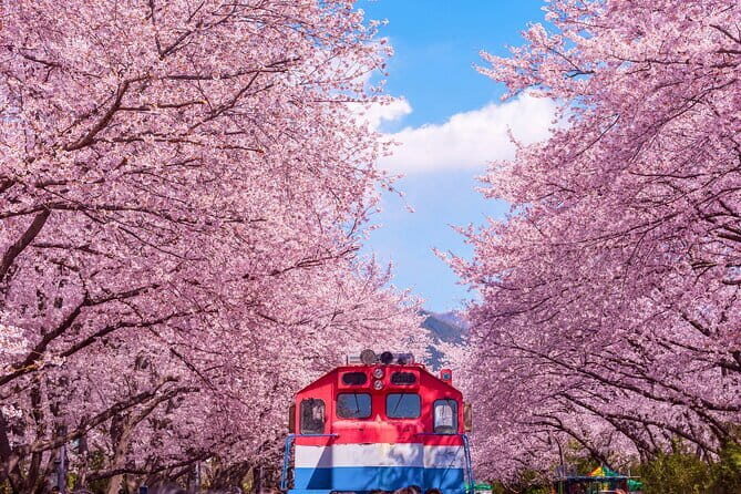Jinhae Cherry Blossom-Yeojwacheon & Gyeonghwa St. Tour from Busan - The Experience: A Detailed Look at the Tour