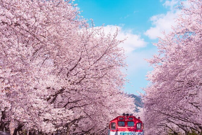 Jinhae Cherry Blossom-Yeojwacheon & Gyeonghwa St. Tour from Seoul - Yeojwacheon Stream
