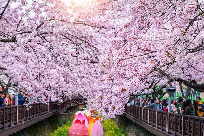 Jinhae Cherry Blossom-Yeojwacheon & Gyeonghwa St. Tour from Seoul - Gyeonghwa Station Cherry Blossom Road