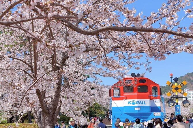 Jinhae Cherry Blossom-Yeojwacheon & Gyeonghwa St. Tour from Seoul - Cost and Value