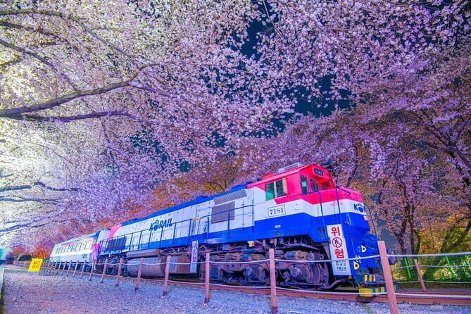 Jinhae Gunhangje Night Tour - Jinhae Gunhangje Night Tour: A Blooming Experience in Korea