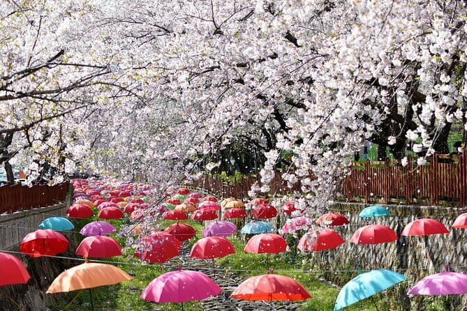 Jinhae Gunhangje Night Tour - The Itinerary in Detail