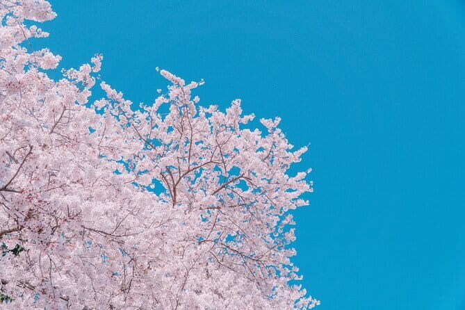 Jinhae Gunhangje Night Tour - The Sum Up