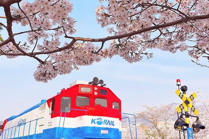 Jinhae Pink Cherry Blossom Festival Tour From Seoul (to Busan) - Key Points