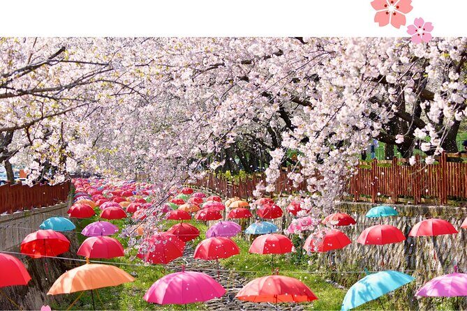 Jinhae Pink Cherry Blossom Festival Tour From Seoul (to Busan) - Introduction to the Experience