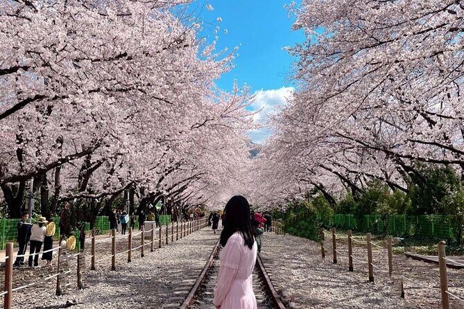 Jinhae Pink Cherry Blossom Festival Tour From Seoul (to Busan) - Gyeonghwa Station and Cherry Blossom Walks