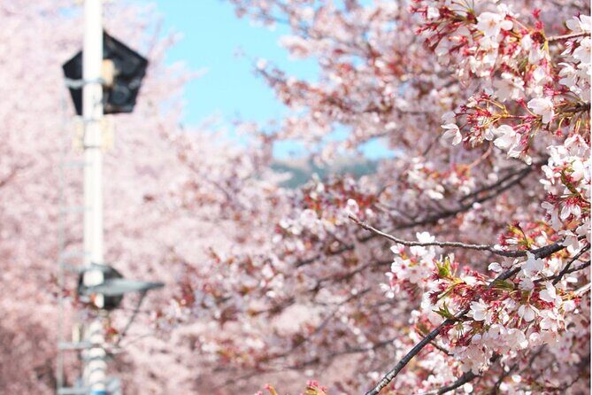 Jinhae Pink Cherry Blossom Festival Tour From Seoul (to Busan) - Who Would Love This Tour