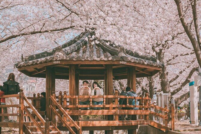 Jinhae Pink Cherry Blossom One Day Tour From Busan - Key Points