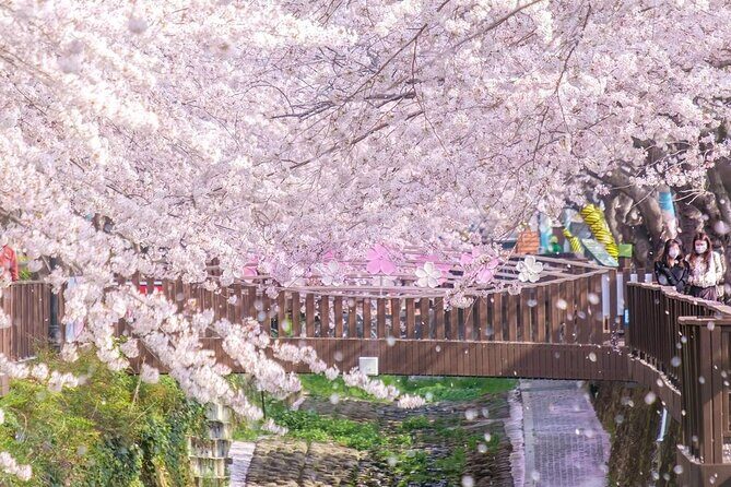 Jinhae Pink Cherry Blossom One Day Tour From Busan - A Detailed Look at the Tour Itself