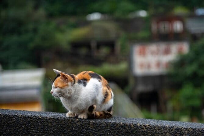 Jiufen, Shifen and Houtong Cat Village Private Tour - Key Points