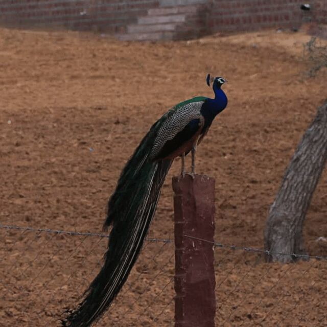 Jodhpur Desert Camel Safari With Cooking Class With Sumer - Who Should Consider This Tour?