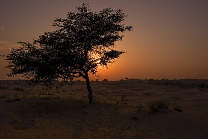 Jodhpur overnight desert camping with camel safari Jodhpur - The Itinerary and What to Expect