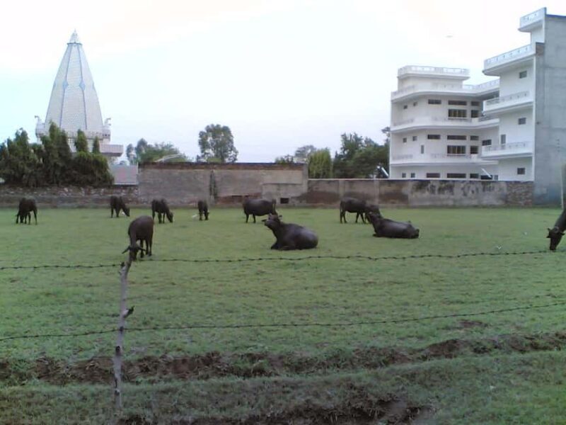 Jodhpur, Udaipur & Mount Abu City Tour  6 Days - FAQ