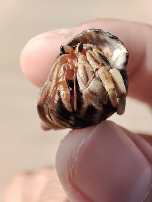 Johor: Desaru Beach Life and Tidepool Discovery - Johor: Desaru Beach Life and Tidepool Discovery – A Practical, Authentic Adventure