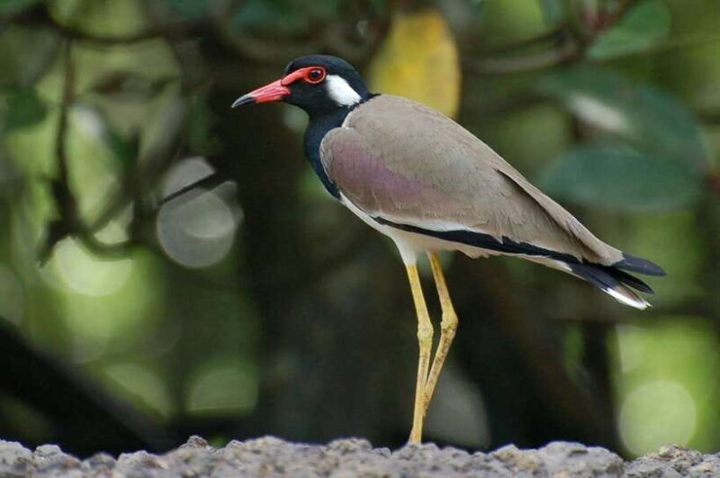 Johor: Desaru Coast Birdwatching Tour - The Value Proposition