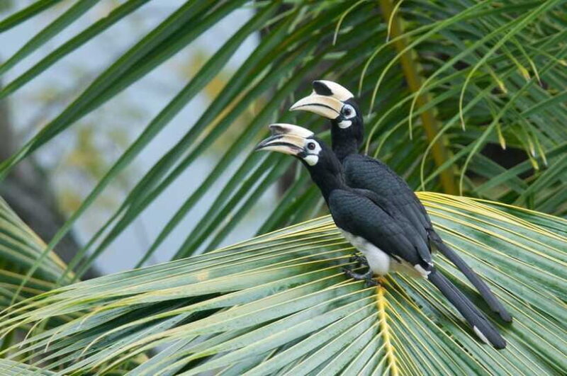 Johor: Desaru Coast Birdwatching Tour - Final Thoughts