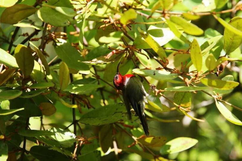 Johor: Desaru Coast Birdwatching Tour - FAQ