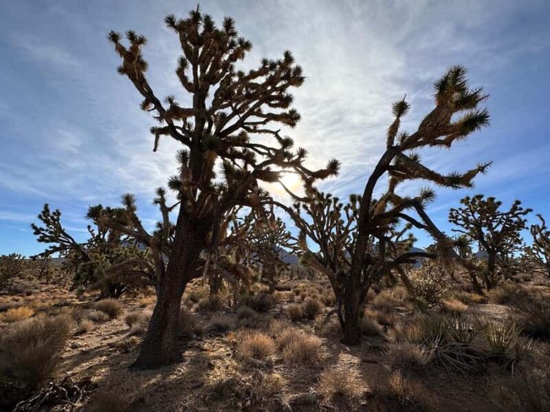 Join us for a tour of the Grand Canyon with a French guide, including the Skywalk - Key Points