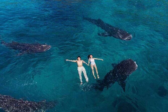 Joiners Whale Shark Watching and Canyoneering in Kawasan Falls - Practical Details and Tips