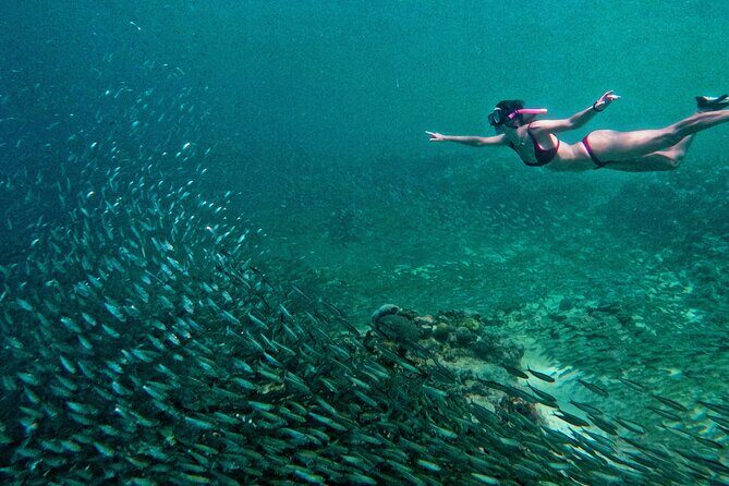 Joiners Whale Shark Watching Pescador Island Sardines and Turtle - Discover Cebu’s Marine and Natural Treasures with the Whale Shark, Sardines, and Turtle Tour