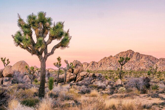 Joshua Tree Full Day Private Tour and Hike - A Closer Look at the Tour