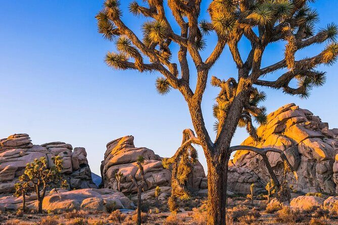 Joshua Tree National Park and Pioneertown Tour - FAQ About the Joshua Tree and Pioneertown Tour