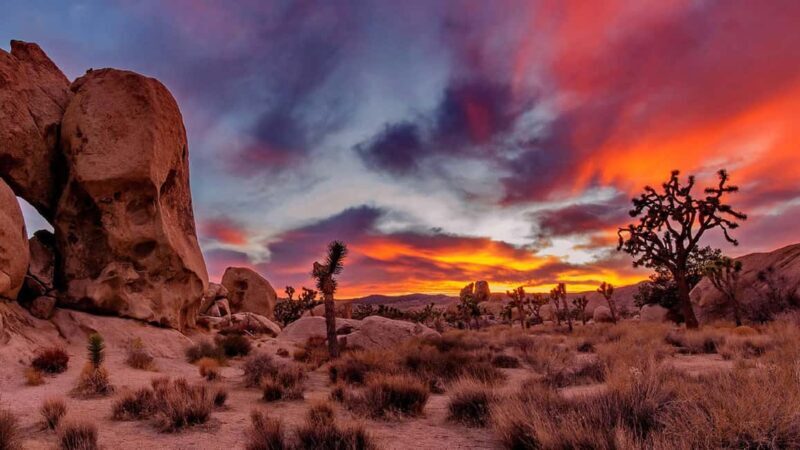 Joshua Tree National Park Day Tour from Los Angeles - Who Will Enjoy This Tour?