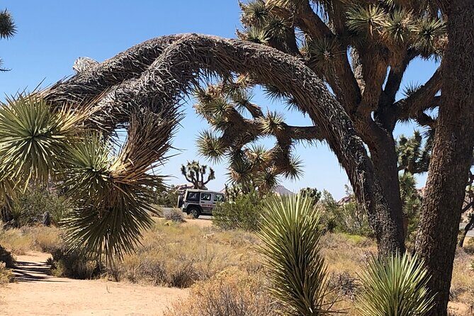Joshua Tree National Park Driving Tour - Final Thoughts: Is This Tour Right for You?