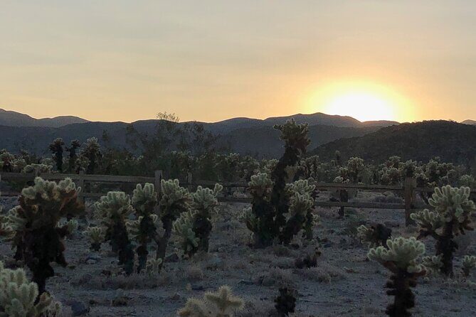 Joshua Tree National Park Driving Tour - FAQs