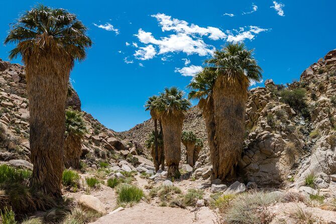 Joshua Tree National Park Self-Guided Audio Tour - The Value of the Tour: Pros and Cons