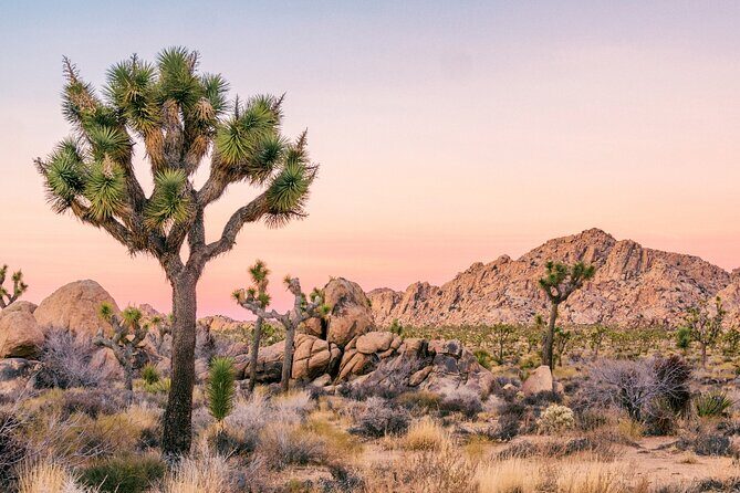 Joshua Tree National Park Self-Guided Driving Audio Tour - Practical Considerations