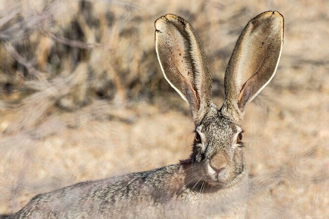Joshua Tree National Park Self-Guided Driving Audio Tour - Who Should Consider This Tour?
