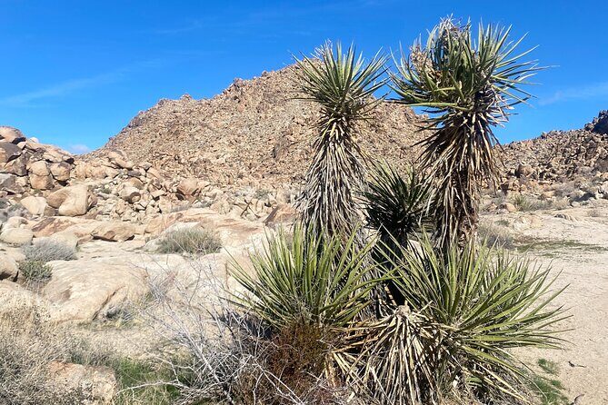Joshua Tree Natural Wonders Walk: Plants, Animals and Rocks - An In-Depth Look at the Joshua Tree Natural Wonders Walk
