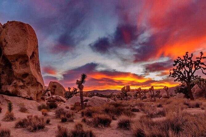 Joshua Tree, Richard Nixon Library and Museum Day Tour from LA - Key Points