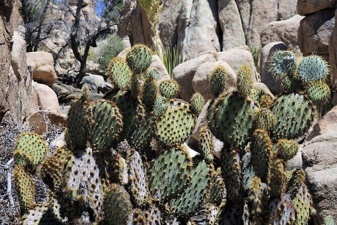 Joshua Tree's Hidden Valley Self-Guided Walking Tour - FAQs