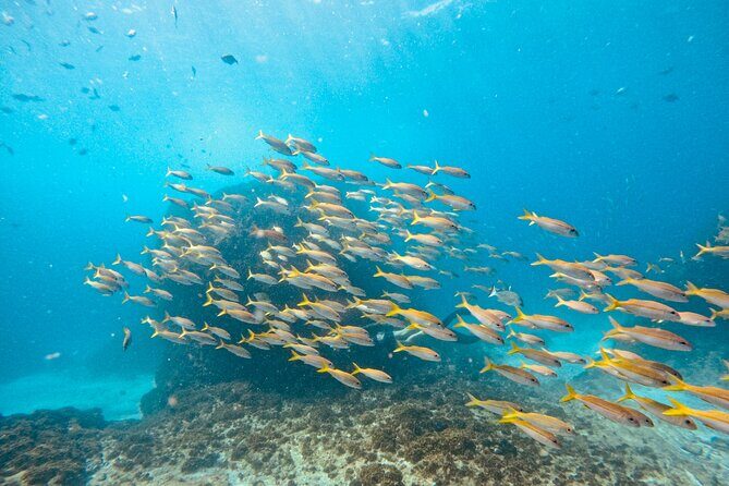 Julian Rocks: Premier Snorkeling Tour Byron Bay - Final Thoughts