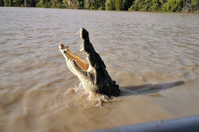 Jumping Croc Cruise, Berry Springs, Fogg Dam & Humpty Doo Pub - Who Should Consider This Tour?